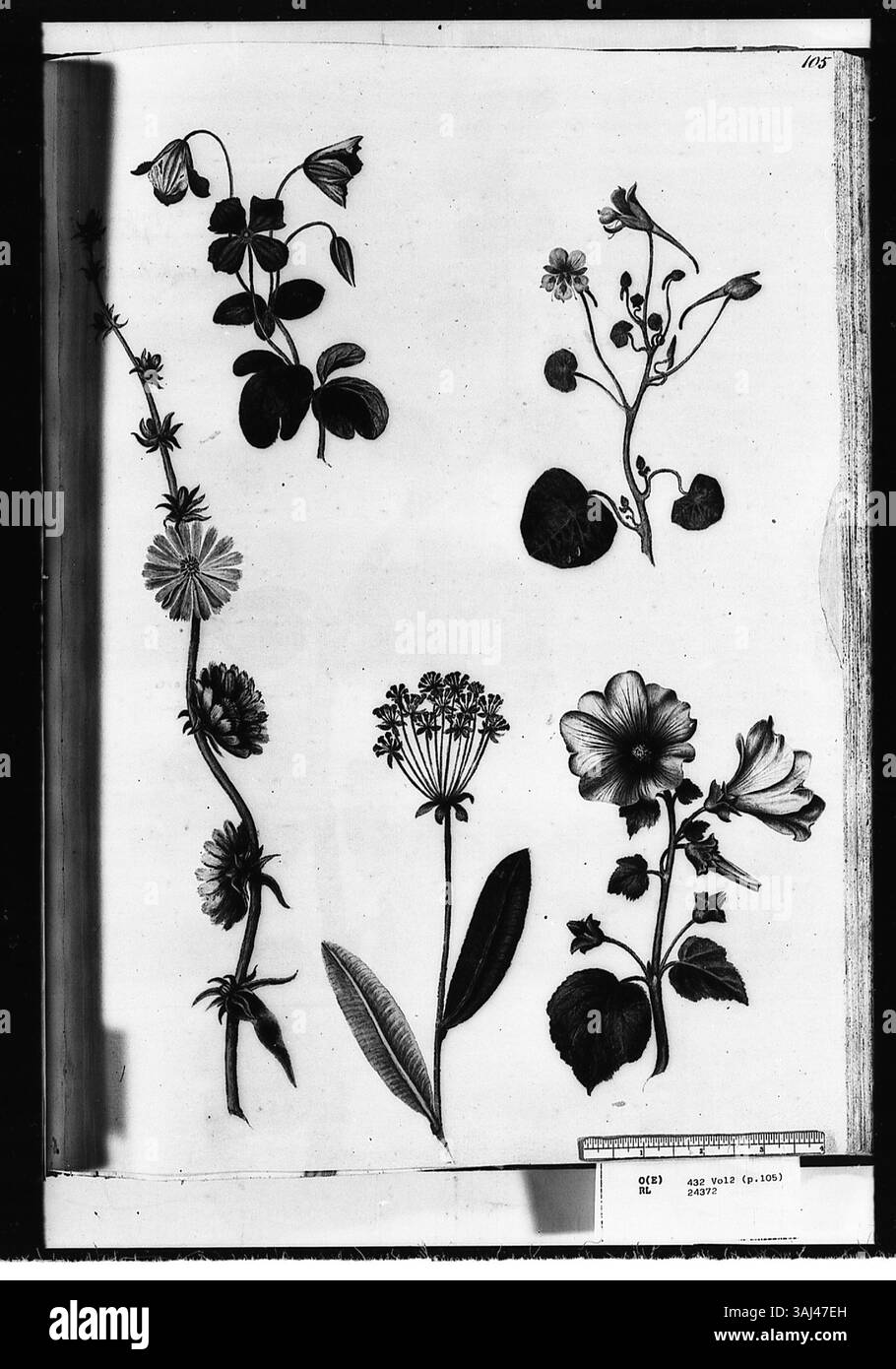 A page of watercolors by Alexander Marshal (c. 1620-82) illustrating ...