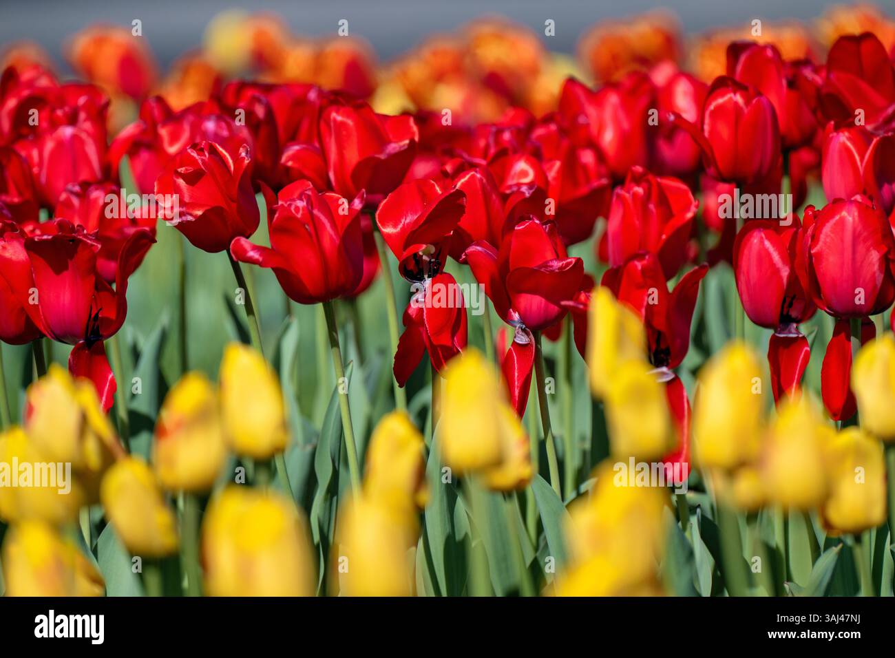 ARLINGTON, Virginia — Vibrant tulips bloom in manicured gardens ...