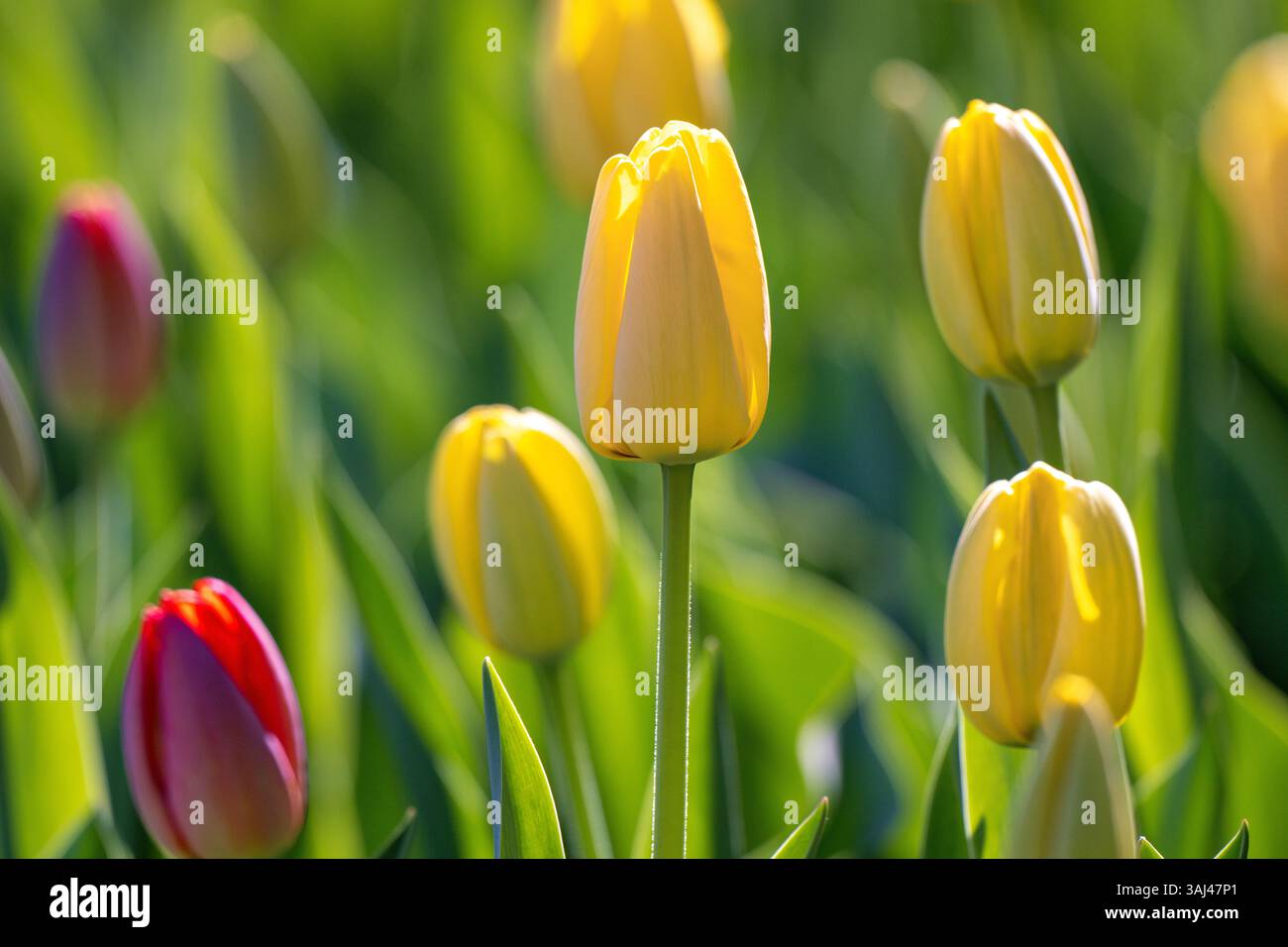 ARLINGTON, Virginia — Vibrant tulips bloom in manicured gardens ...