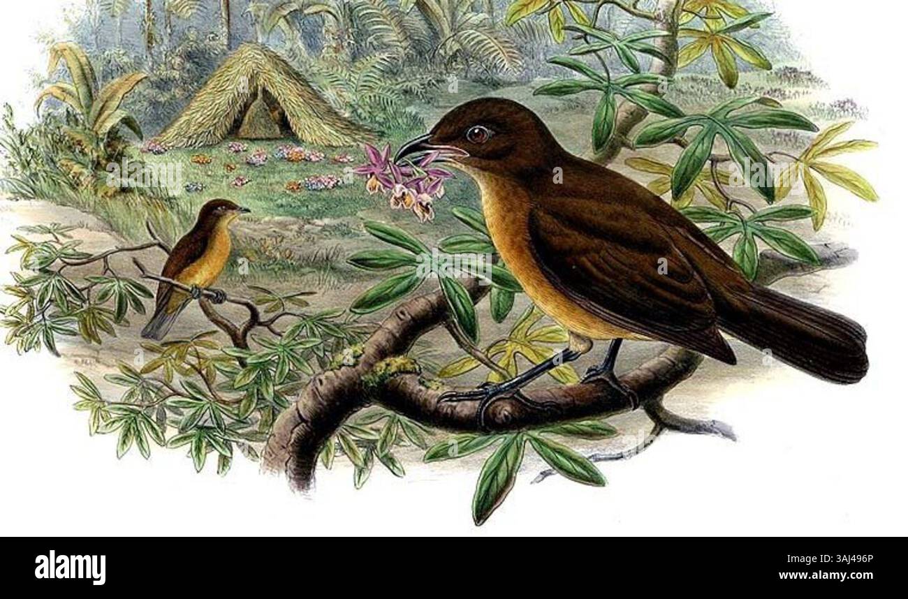 John Gould's 19th-century illustration of the Vogelkop Bowerbird ...