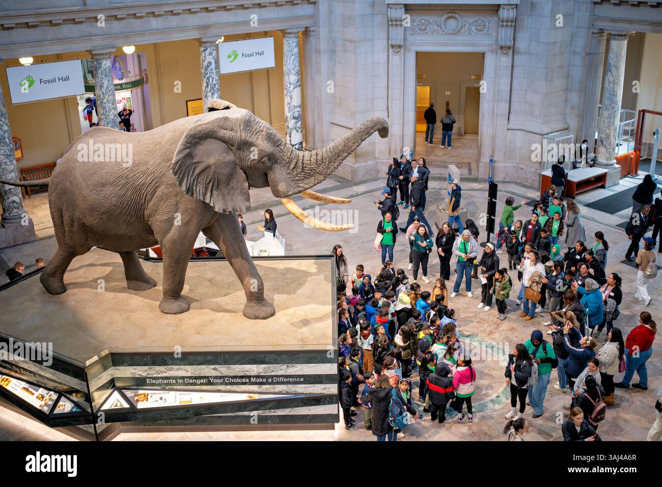WASHINGTON DC, United States — Henry the African elephant stands as the ...