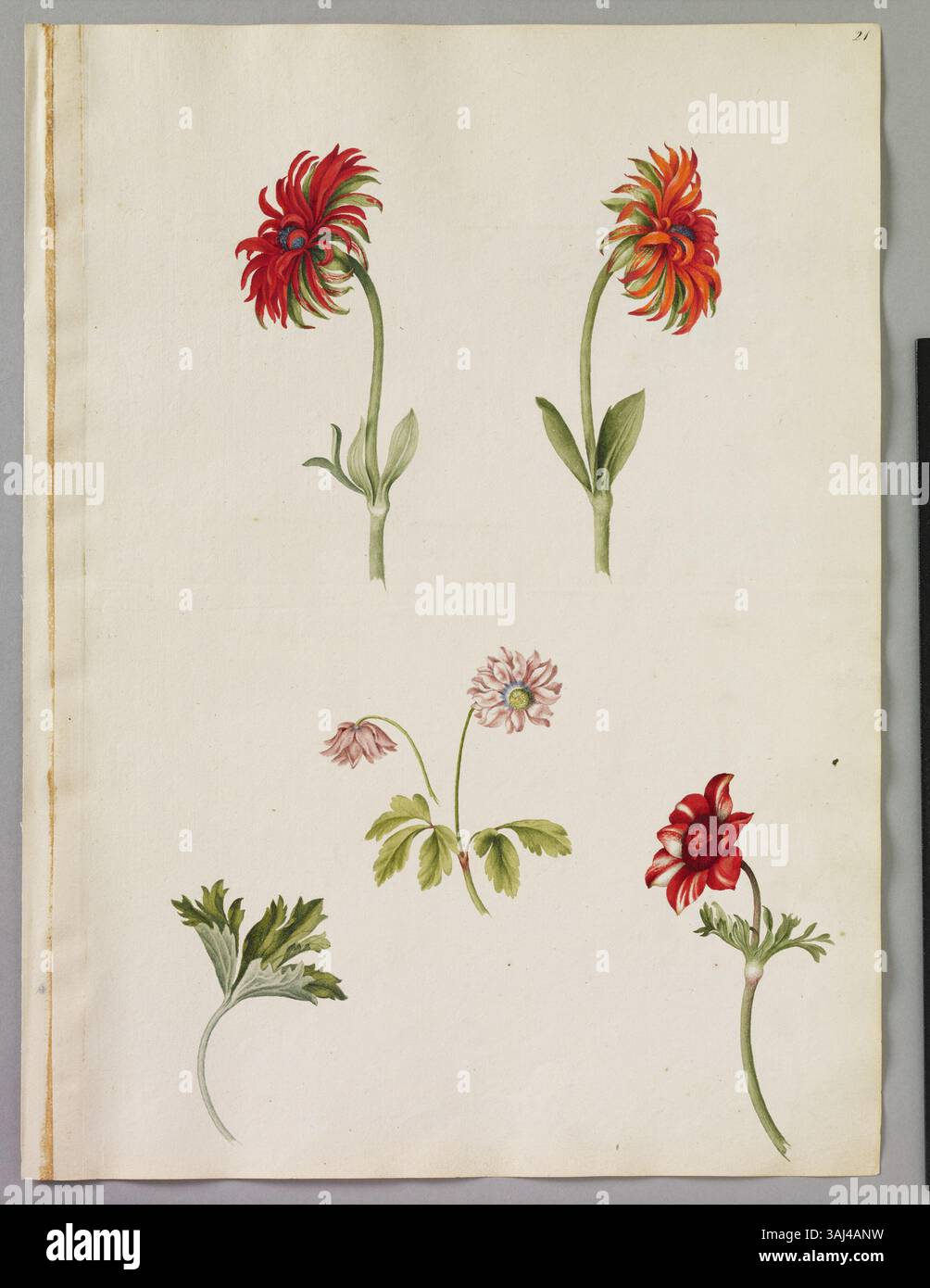 Watercolor page by Alexander Marshal showing four flowers and a single ...