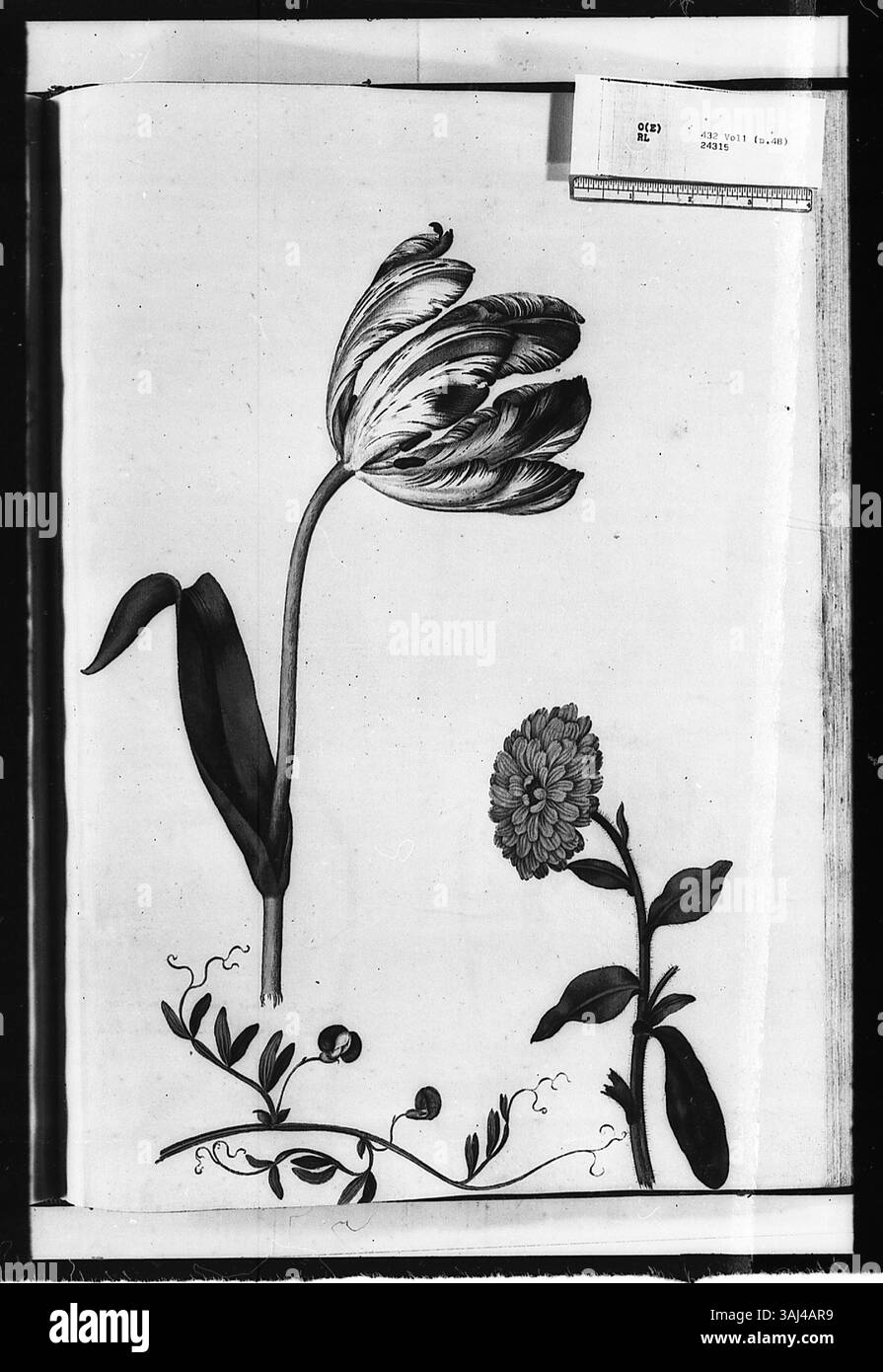 Alexander Marshal's 17th-century watercolour depicts three flowering ...