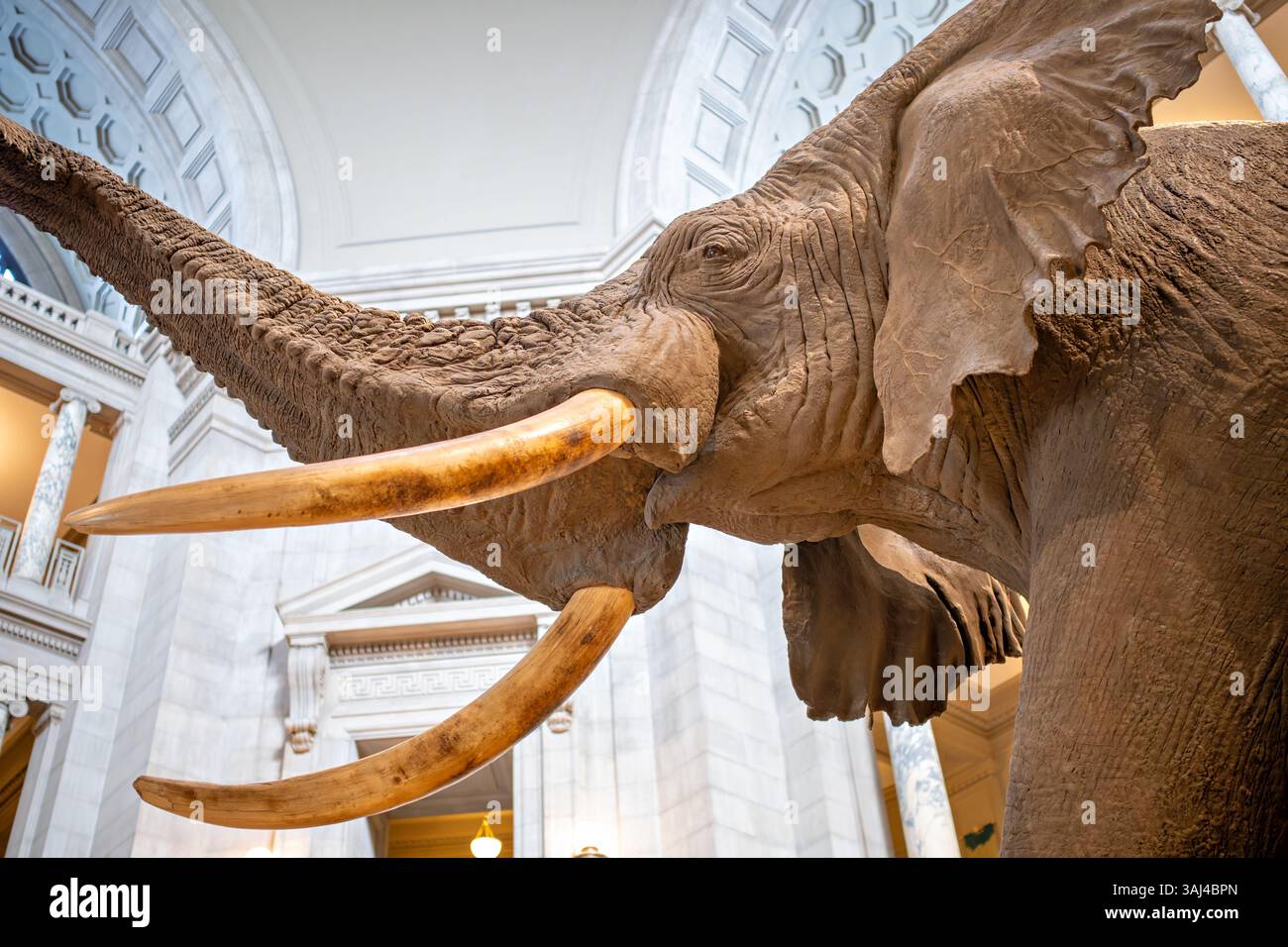 Display of taxidermy elephant hi-res stock photography and images - Alamy
