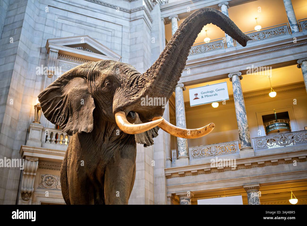 Smithsonian national museum of natural history rotunda hi-res stock ...