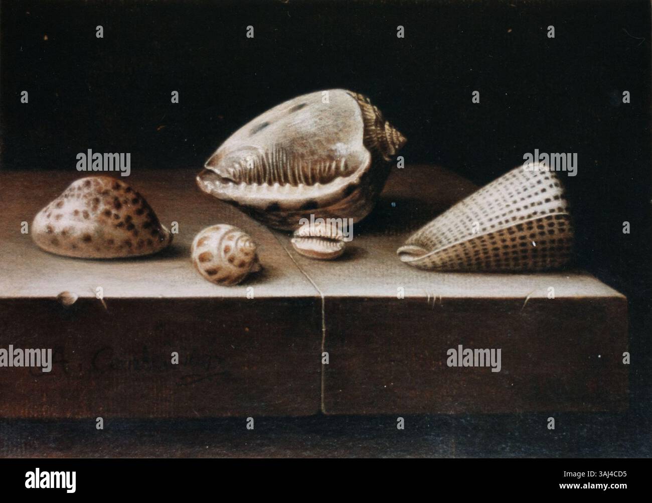 Adriaen Coorte's 1697 still life 'Still Life with Shells' depicts ...