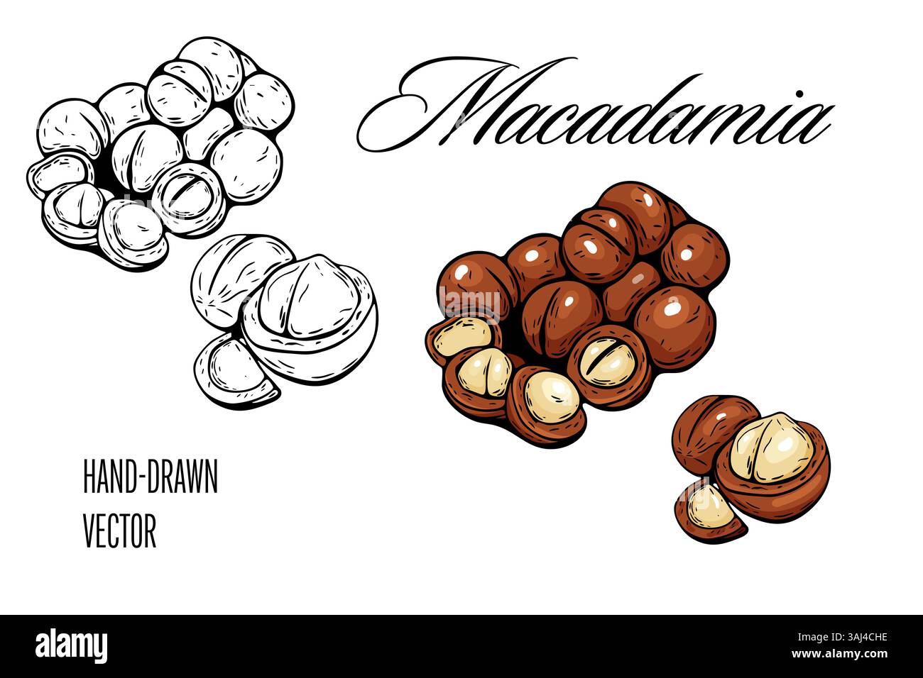 Contour color sketch whole Cut Out Stock Images & Pictures - Alamy