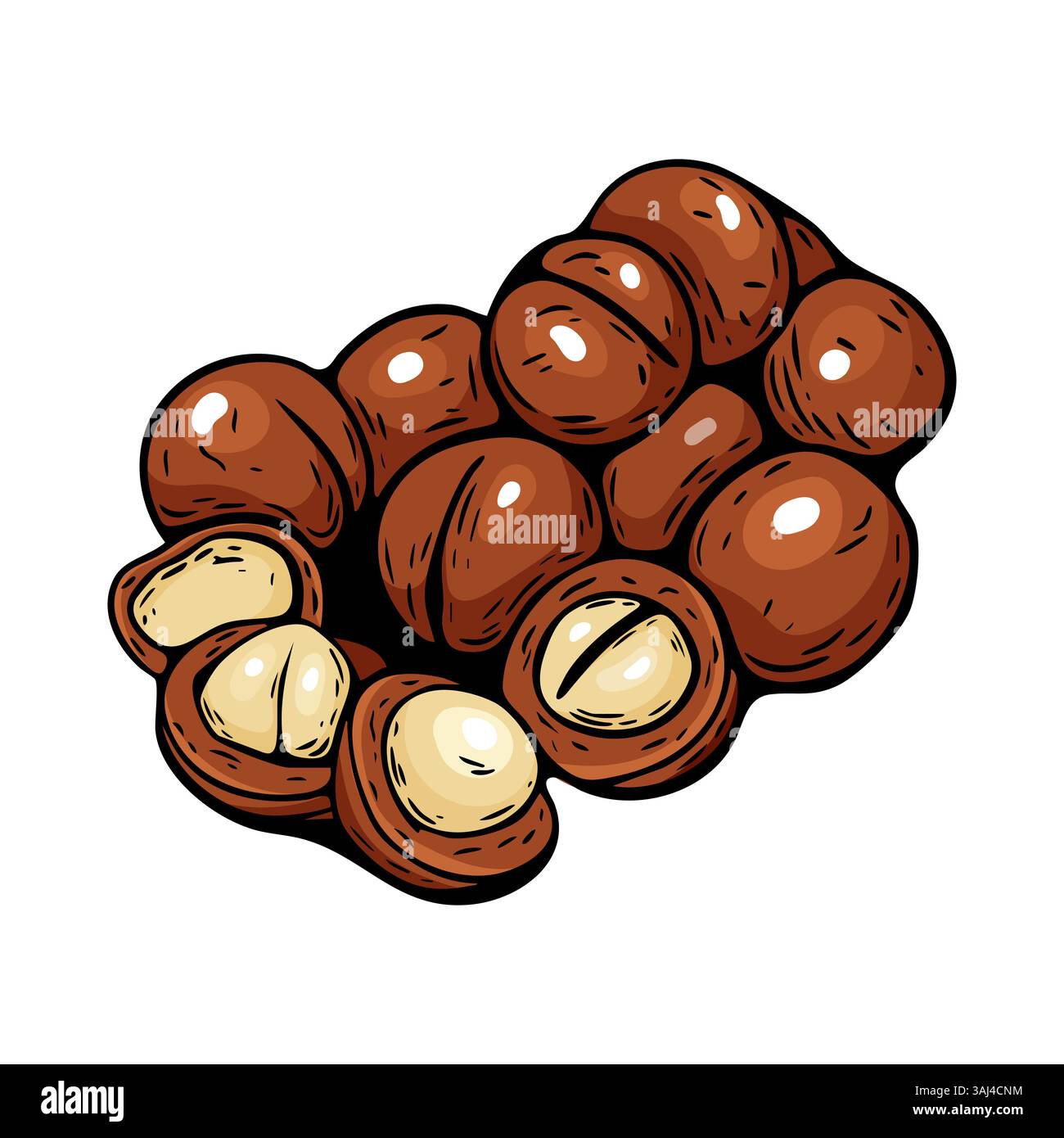 Macadamia nuts vector illustration in hand drawn realistic style Stock ...