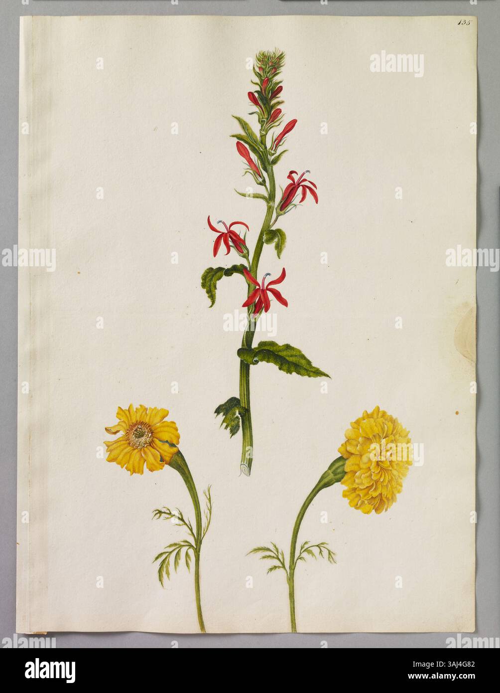 Watercolor page by Alexander Marshal depicting two Marigolds, the Great ...