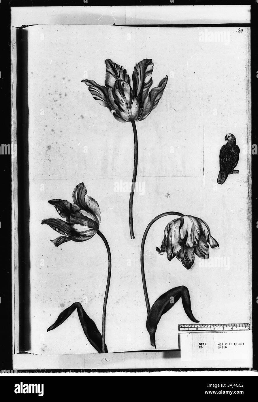 Green striped plants Black and White Stock Photos & Images - Alamy