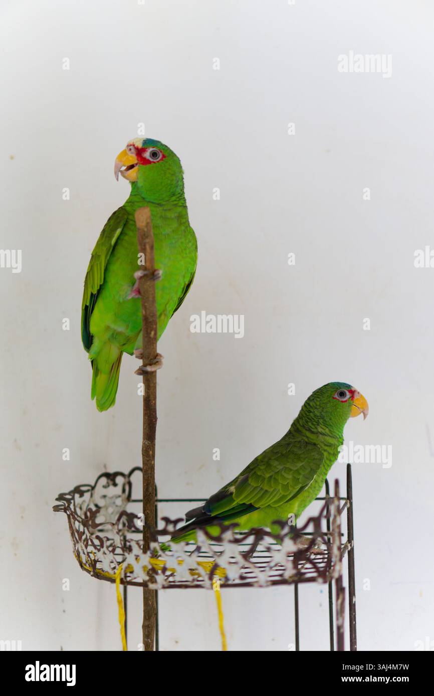 Red lored Parrot (Amazona autumnalis) pair on metal stand with a off ...