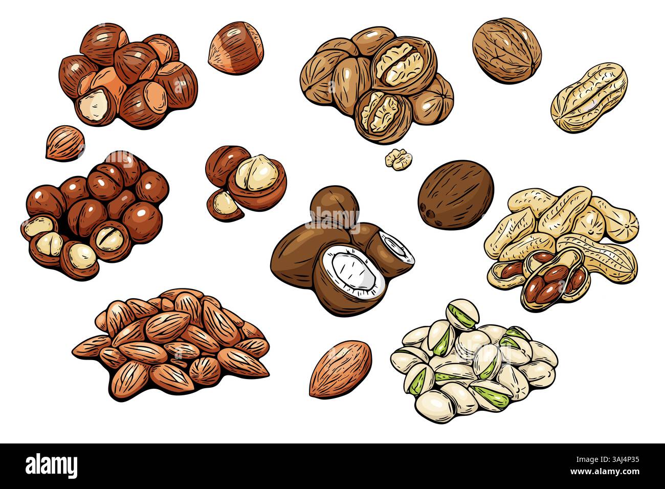Colorful hand drawn nut collection isolated on white background Stock ...