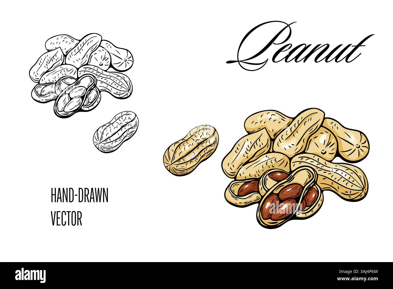 Peanut vector illustration in black outline and color styles Stock ...