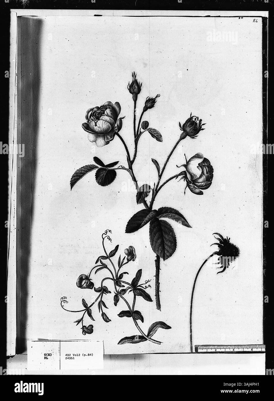 Page of watercolors by Alexander Marshal showing three flowers: Musk ...