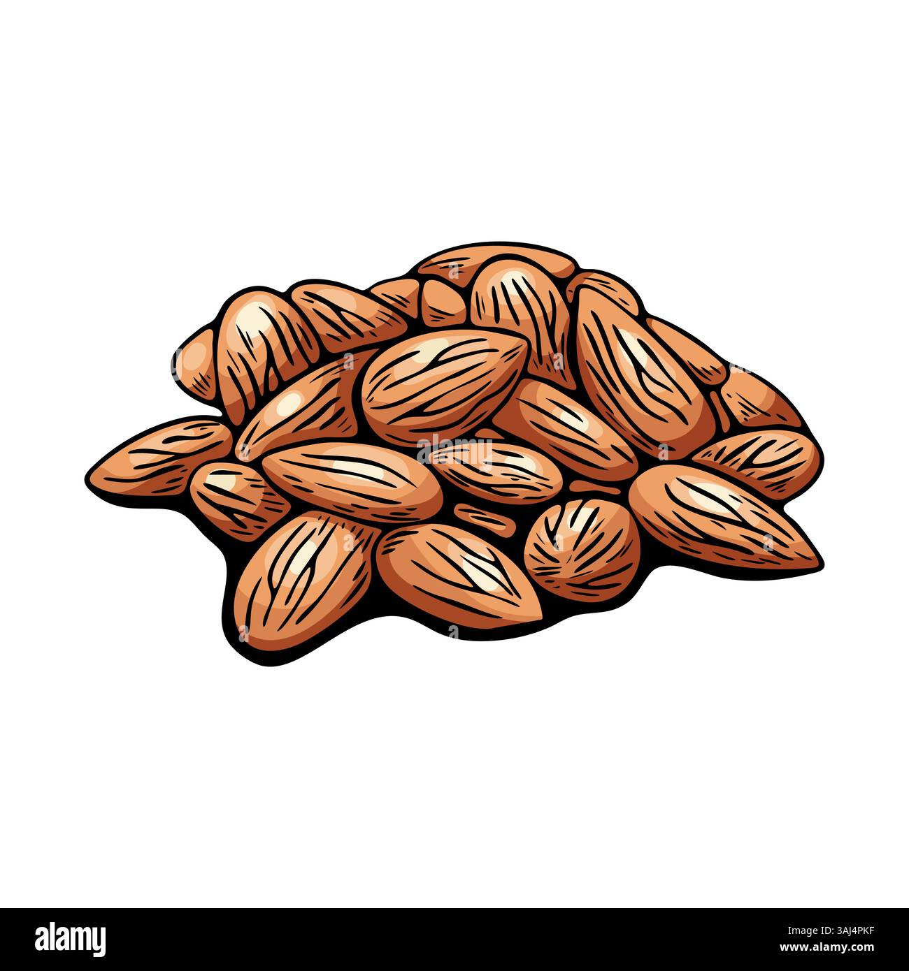 Color almond vector isolated on white with realistic sketch style Stock ...