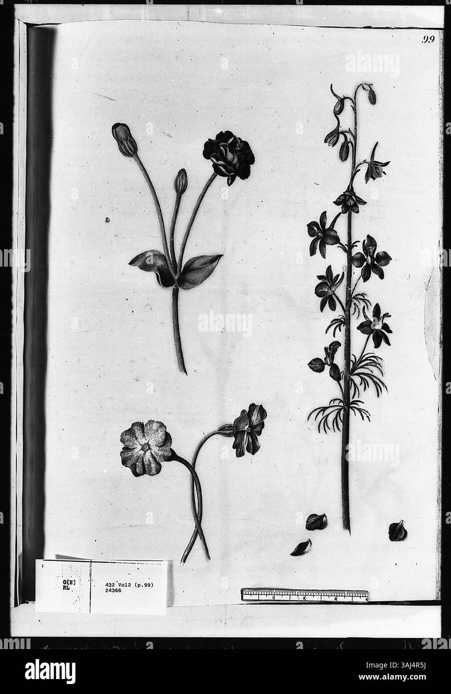 Watercolour page by Alexander Marshal depicting the single upright ...