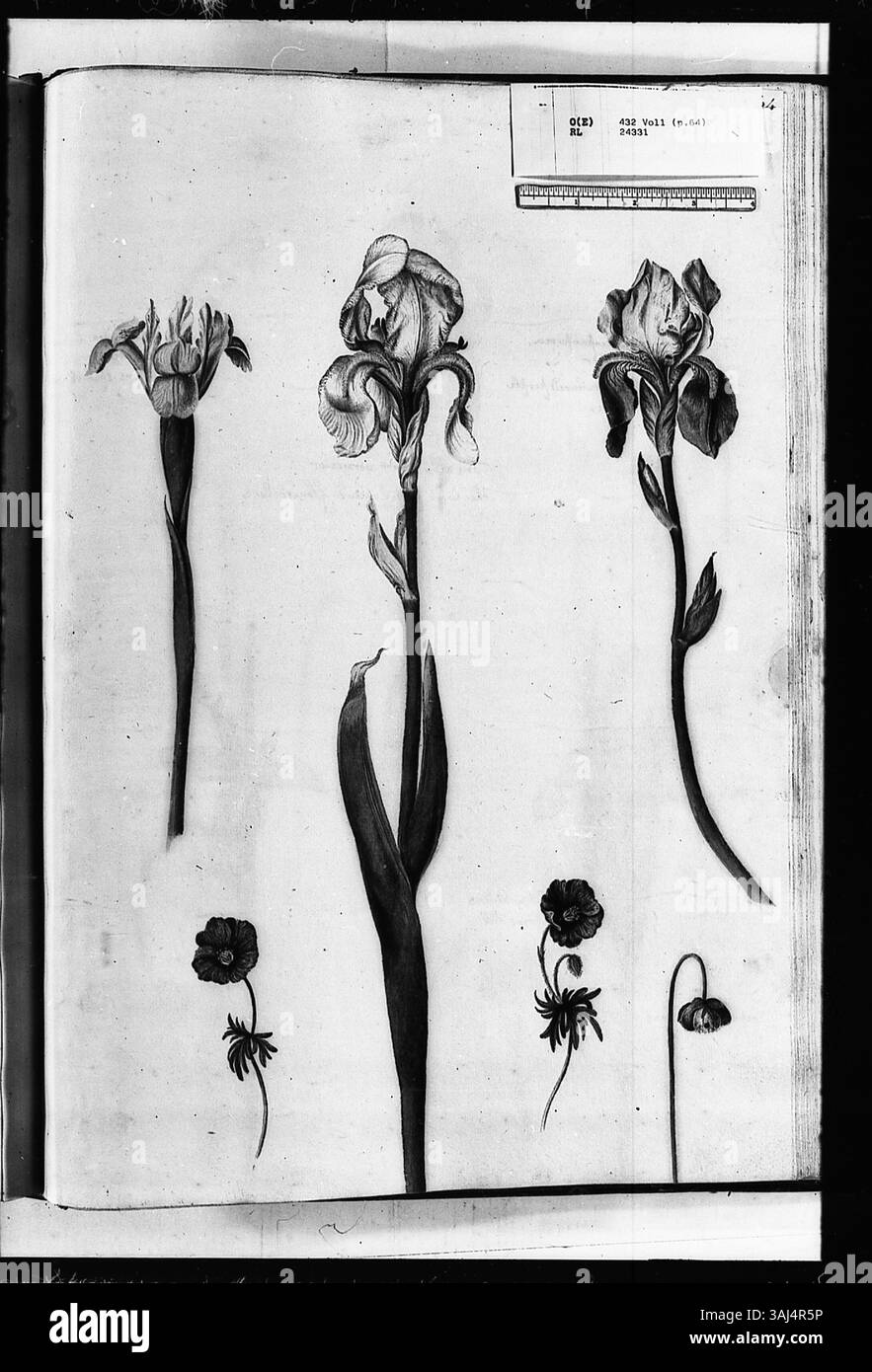 Another page by Alexander Marshal with six flowers, featuring a Spanish ...