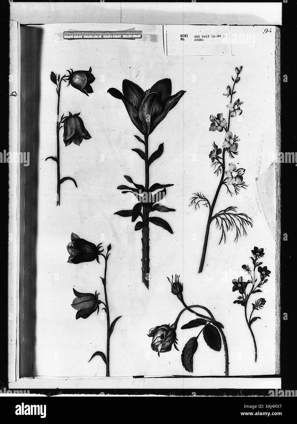 A page of watercolors by Alexander Marshal showing six flowers ...