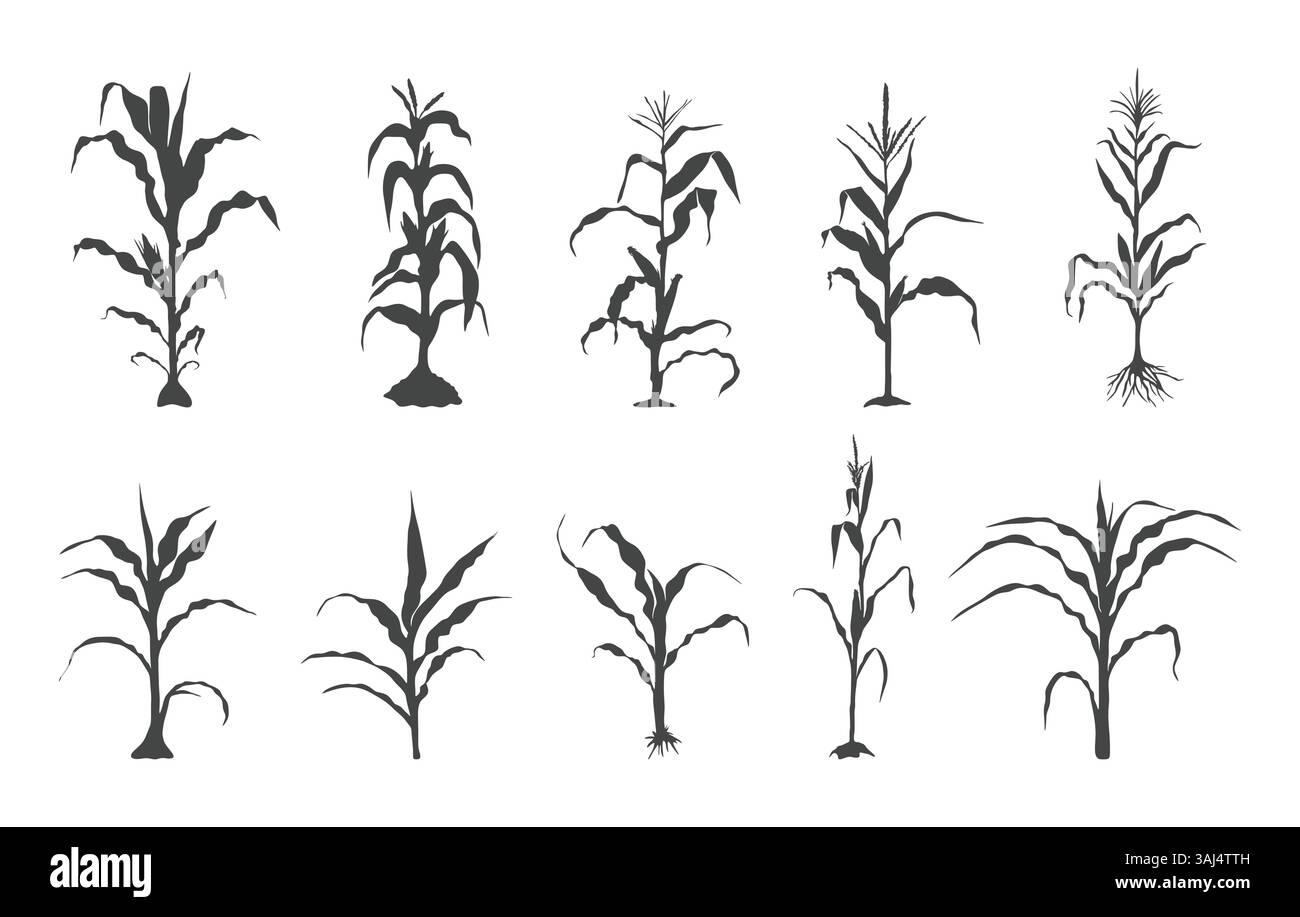 Corn stalk icon, Corn stalk silhouette, Corn tree logo, Corn tree silhouette, Corn logo, Corn ...