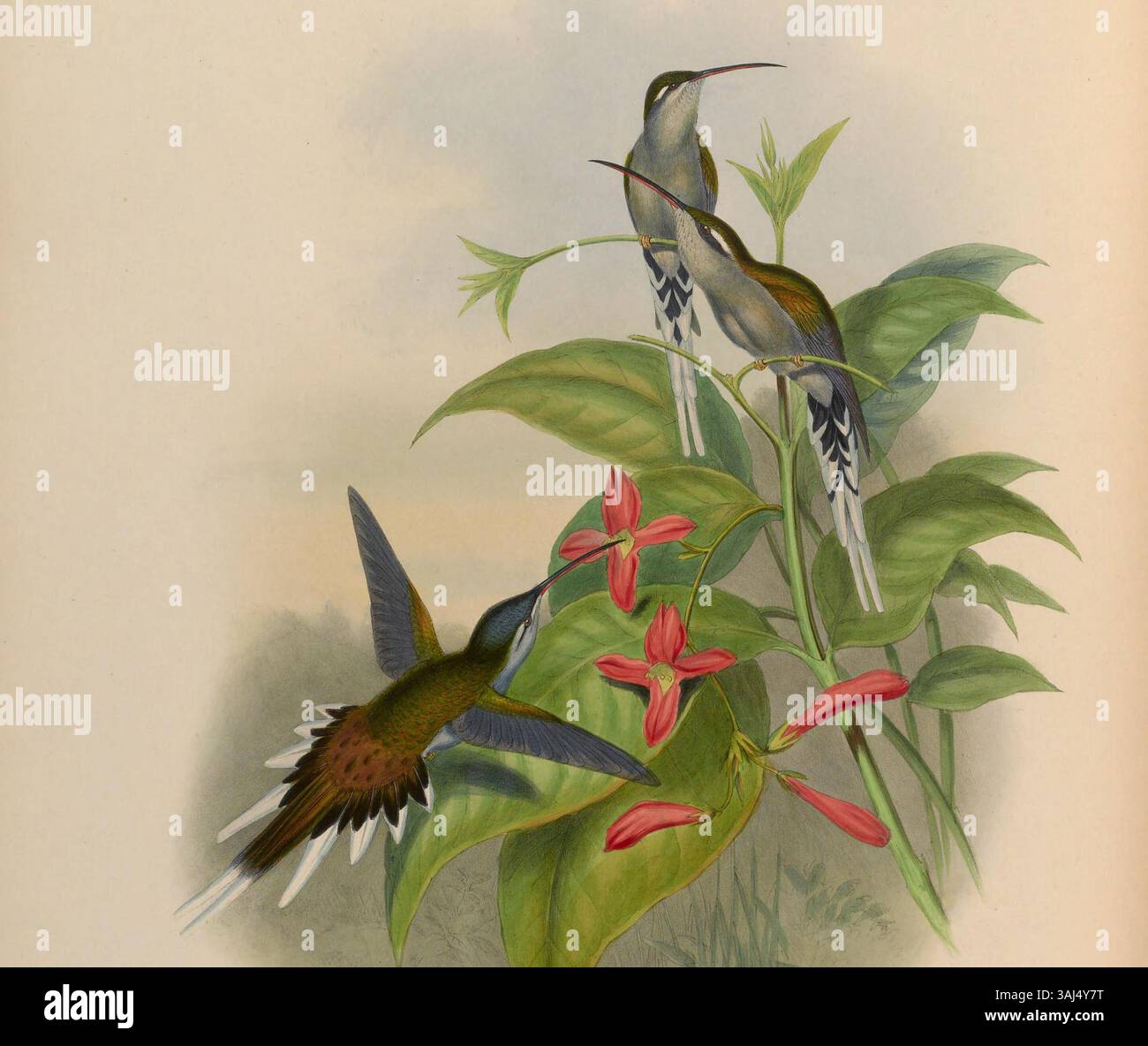 John Gould's 1849 illustration of Phaethornis augusti, a species of ...