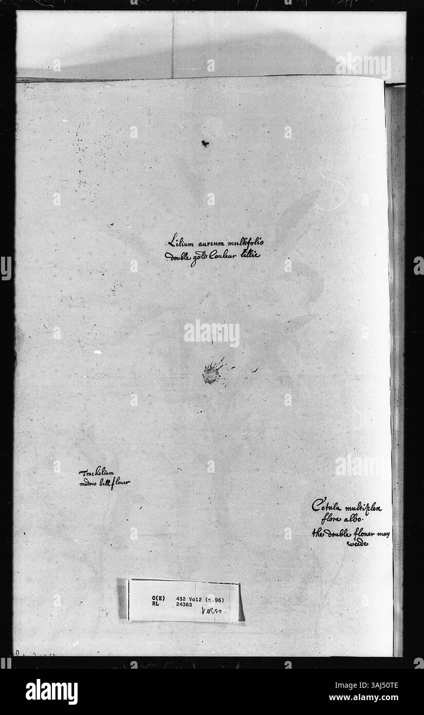 This watercolour by Alexander Marshal depicts three flowers: a Double ...