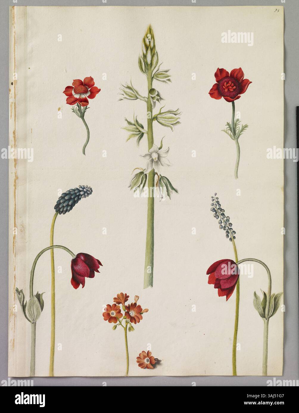 Watercolour by Alexander Marshal showing eight flowers, including a ...