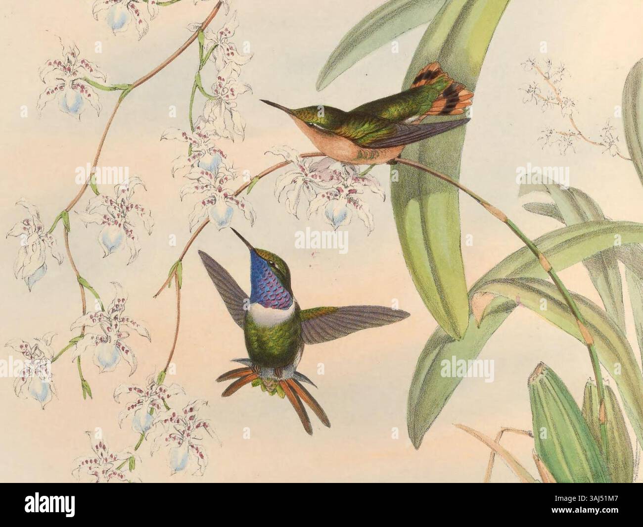 This image by John Gould depicts the bird species Calothorax jourdani ...