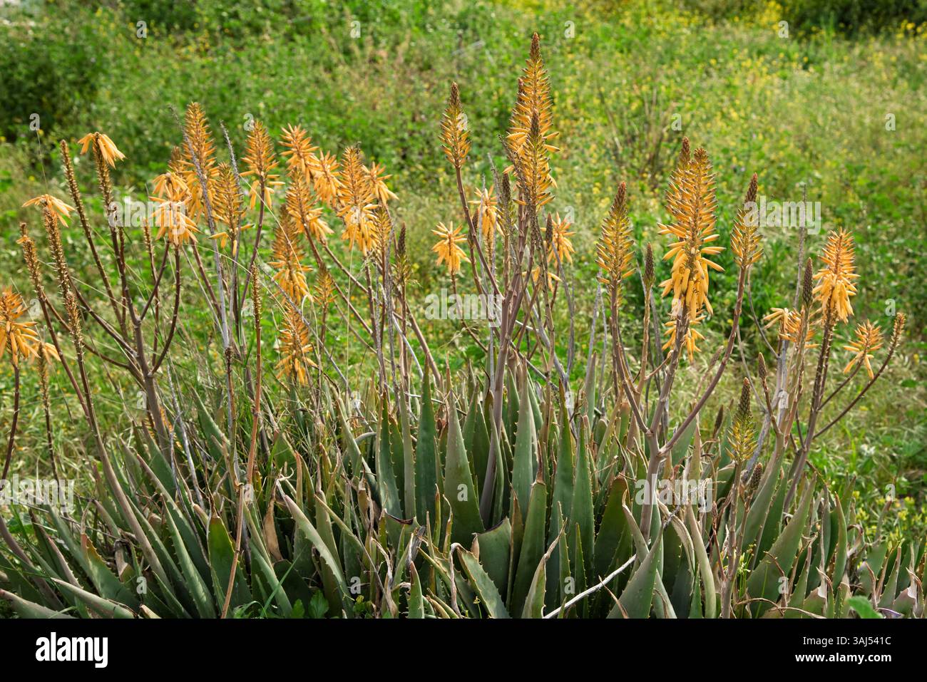 Planta de aloe vera en flor en primavera Stock Photo - Alamy