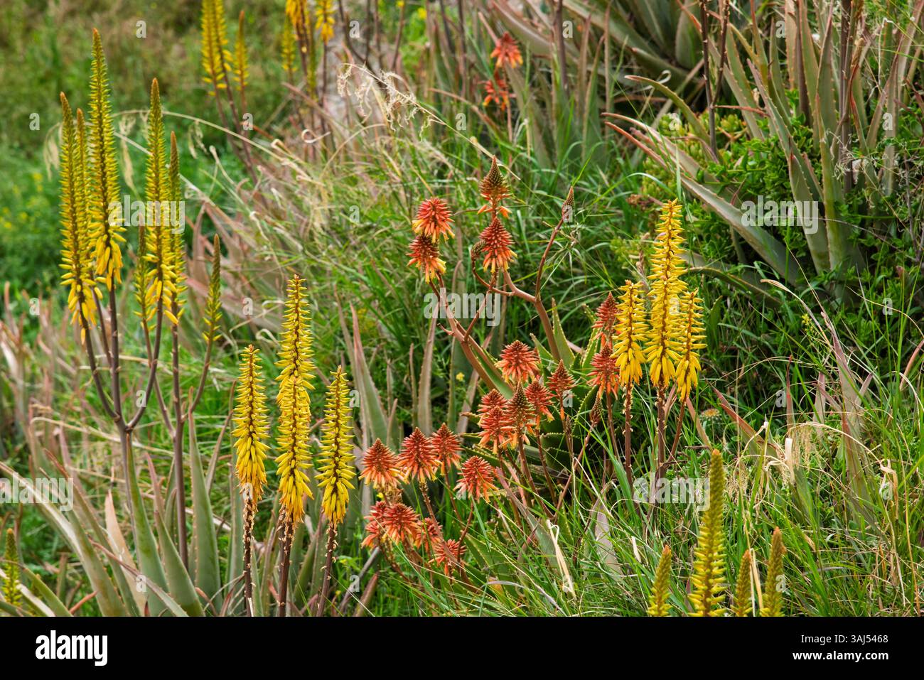 Planta de flor azul hi-res stock photography and images - Alamy