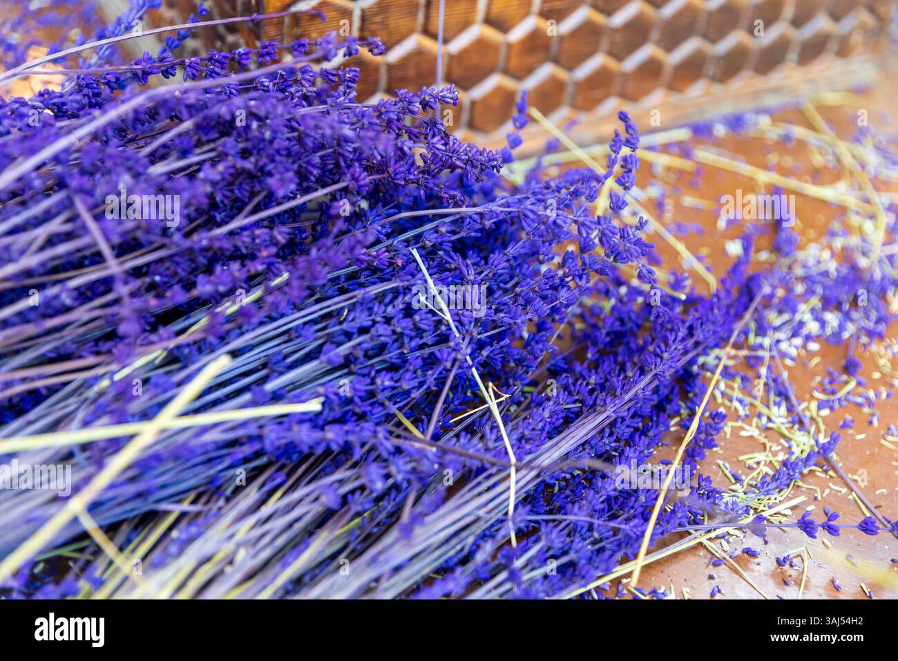 Istanbul, Turkey, May 2, 2024, A close-up of harvested english lavender ...