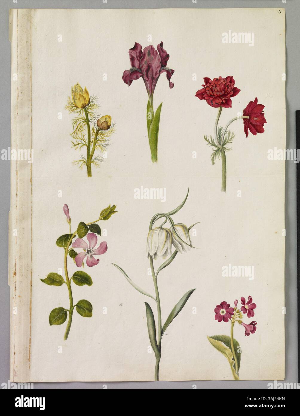 A watercolour by Alexander Marshal (c. 1620–82) featuring six flowering ...