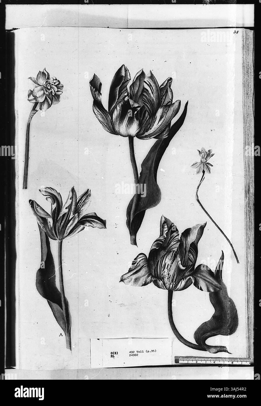 Watercolor page by Alexander Marshal depicting five flowers, including ...