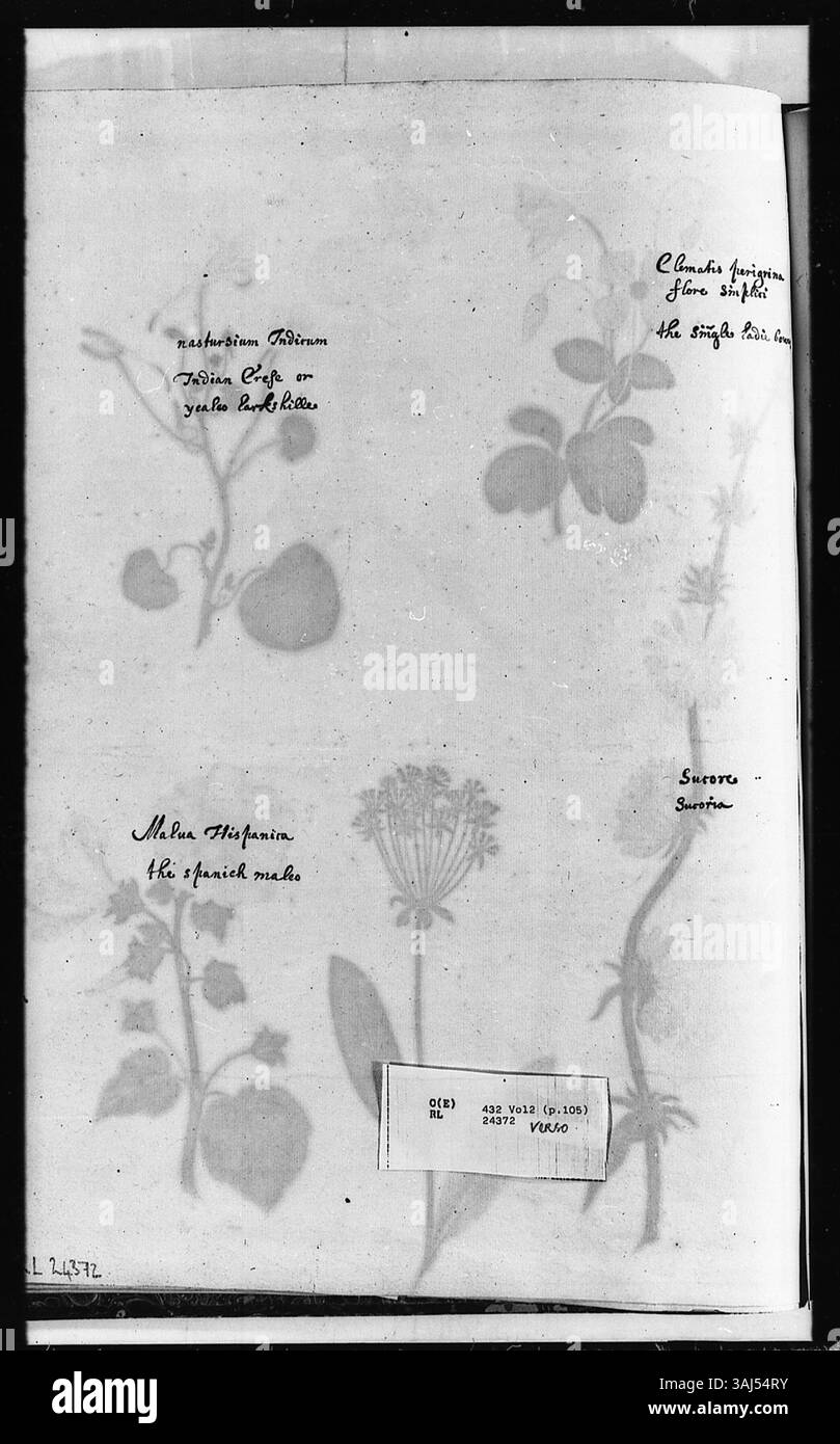 This watercolor by Alexander Marshal (c. 1620-82) showcases five ...