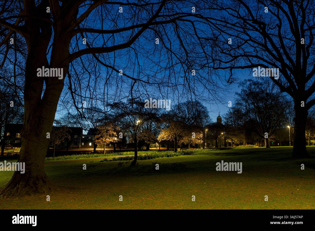 Spring cherry trees in peoples park at dawn. Banbury Oxfordshire ...