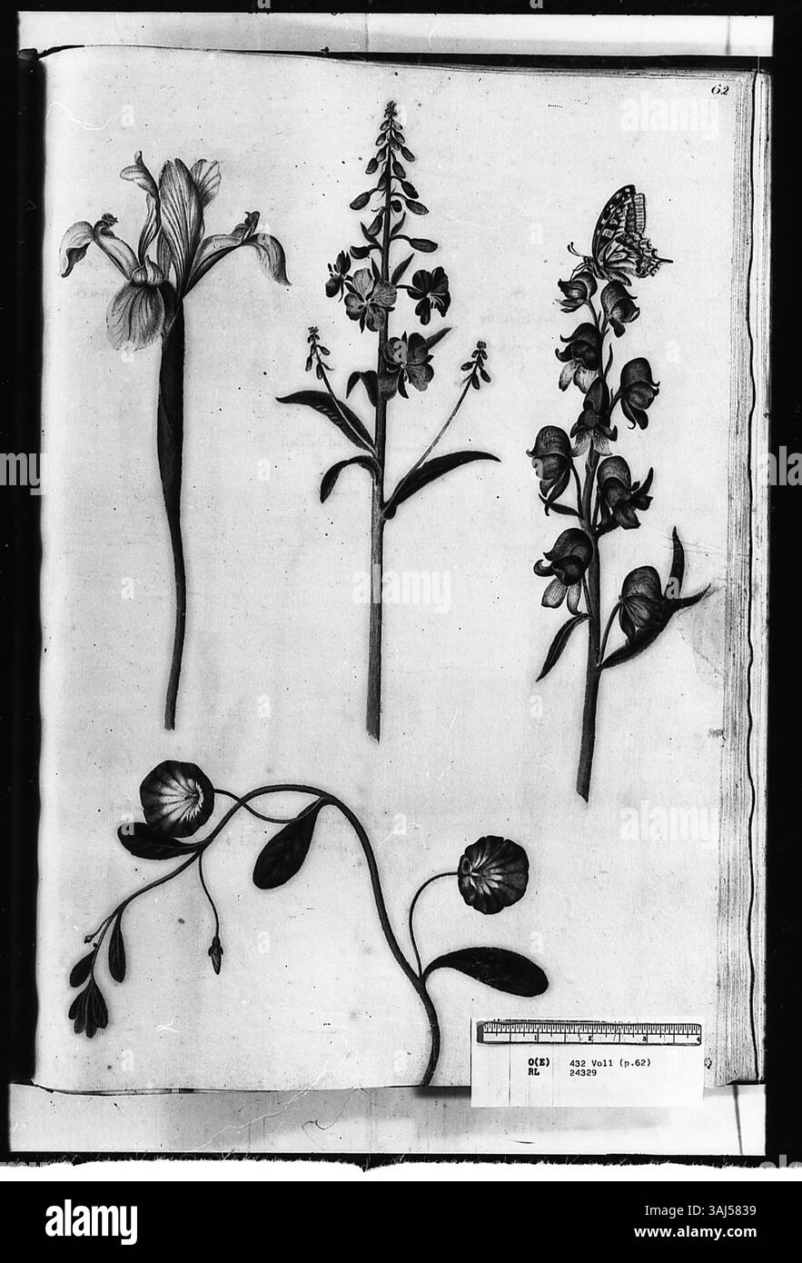 Butterfly iris flower Black and White Stock Photos & Images - Alamy