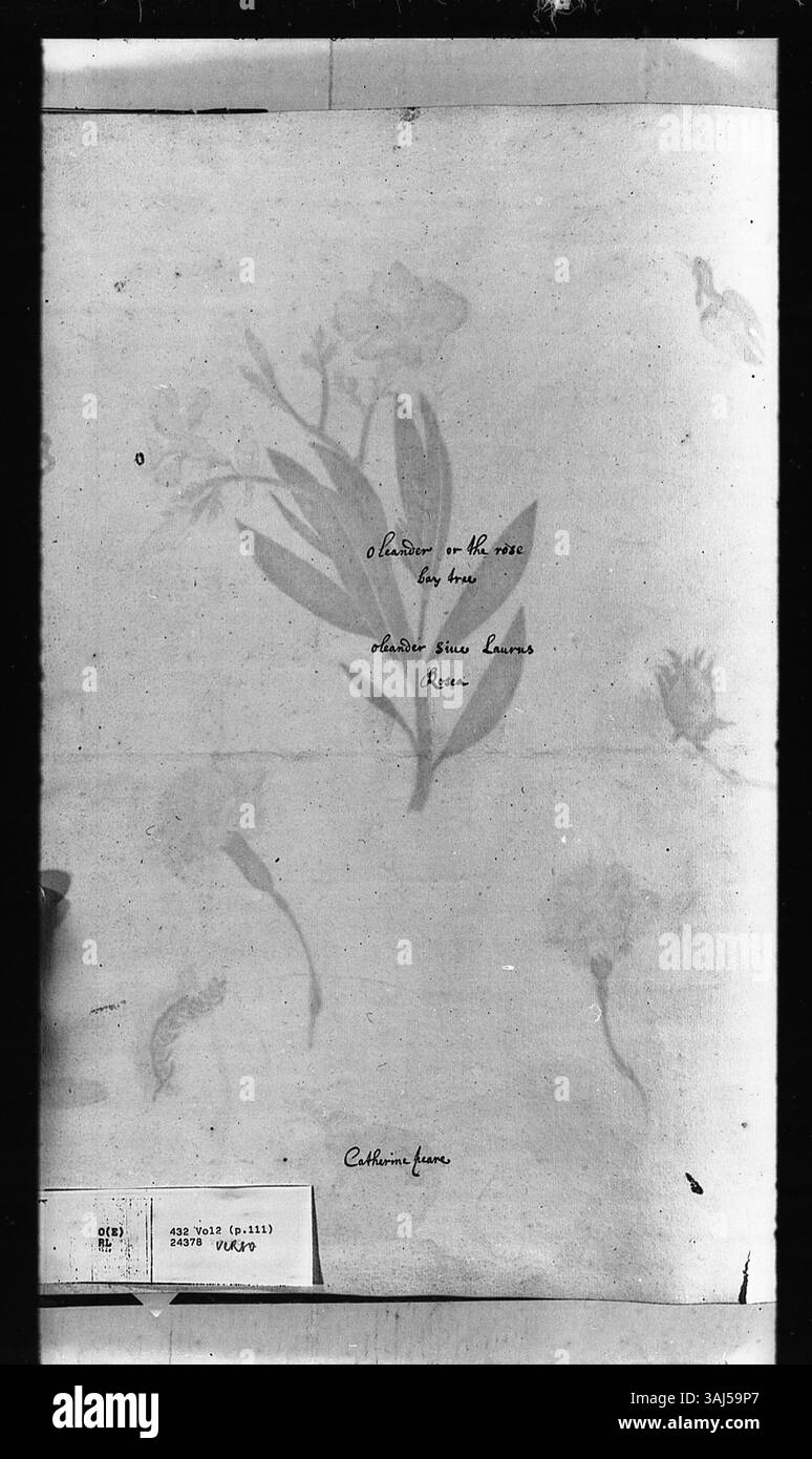 Watercolor by Alexander Marshal showing a sprig of Oleander, a bird ...