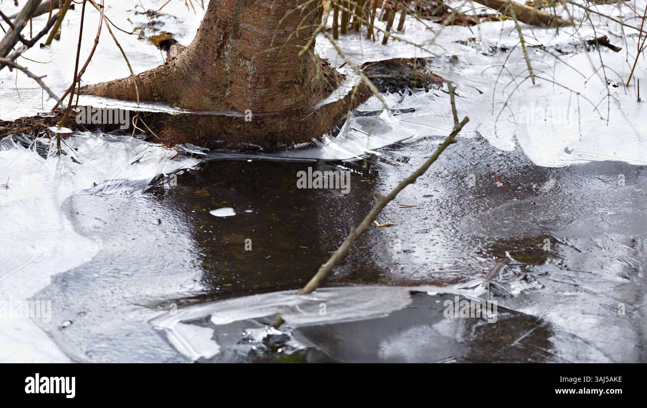 Melting ice and cold swamp water with reflected leafless trees in ...