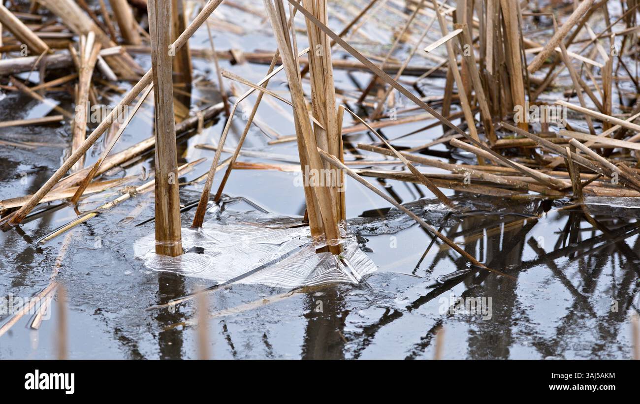 Calm swamp scene with still water and patchy ice reflecting skeletal ...