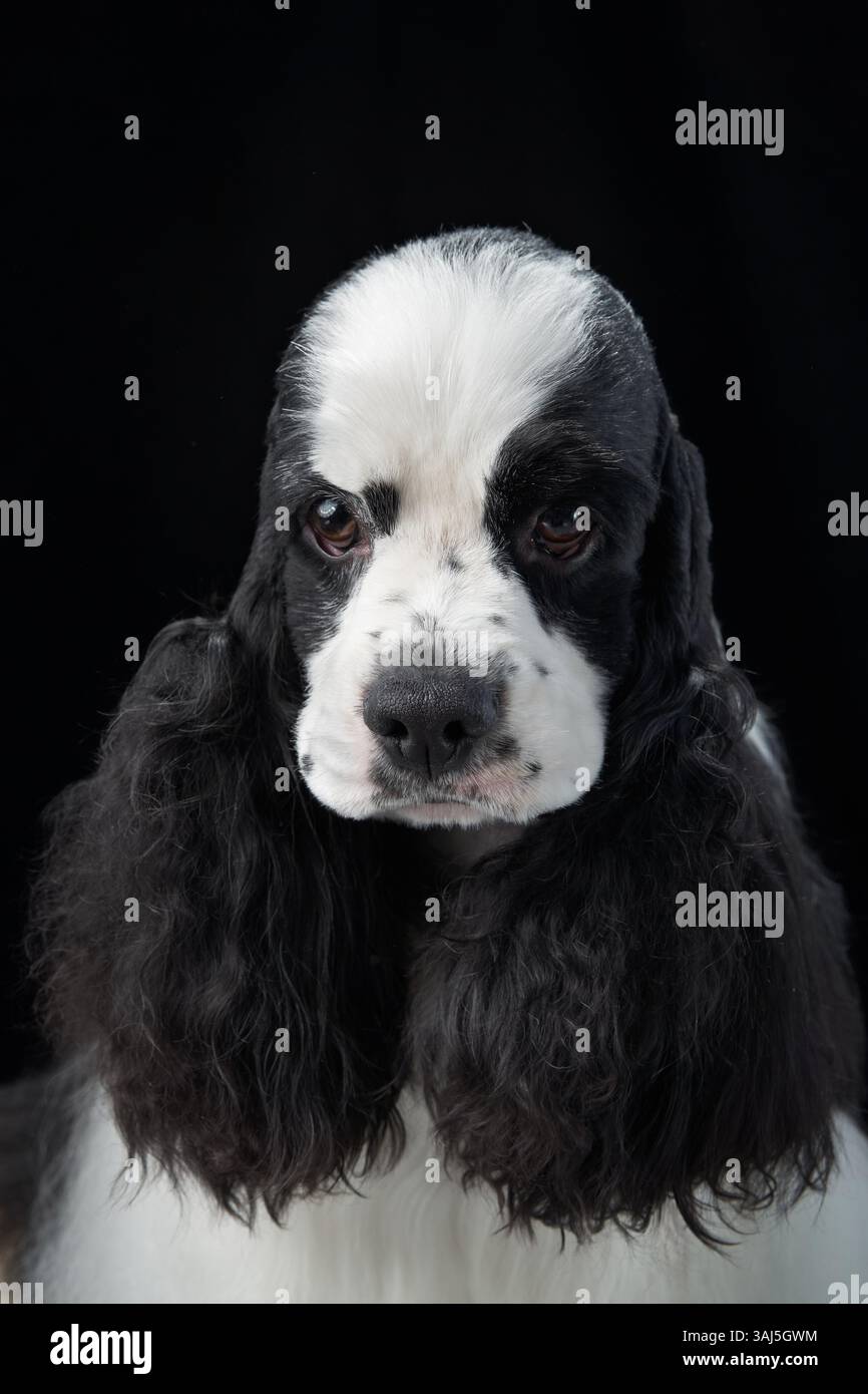A front-facing view of an American Cocker Spaniel with long, black ears ...