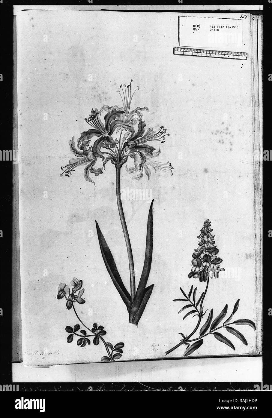 Illustrating botanical diversity Black and White Stock Photos & Images ...