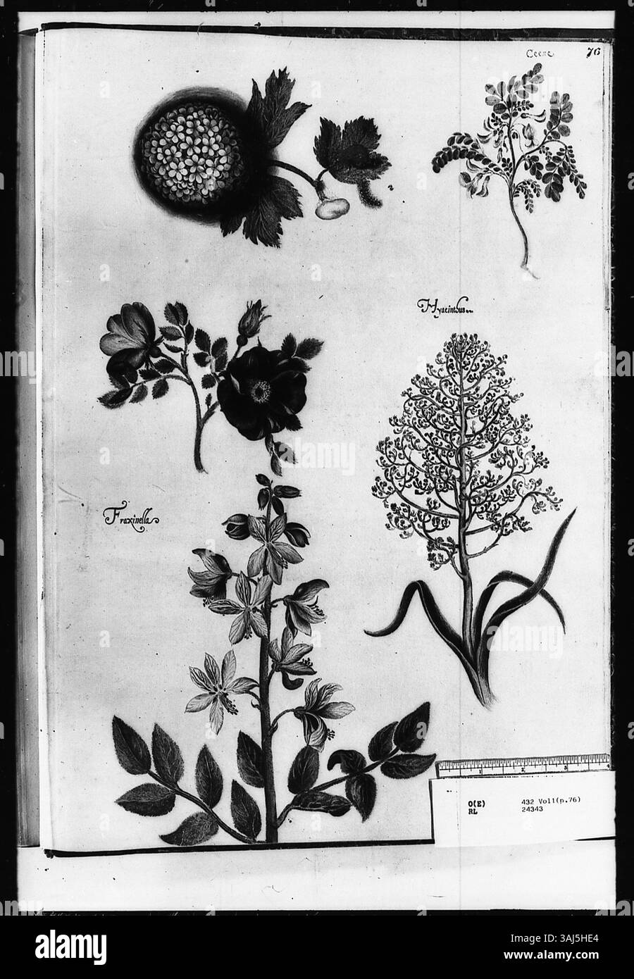 This watercolor by Alexander Marshal (c. 1620-82) illustrates five ...