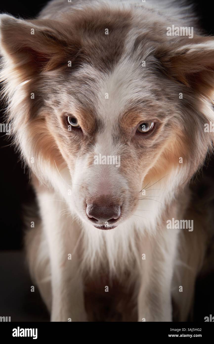 A Border Collie stares intensely at the camera, its deep gaze and ...