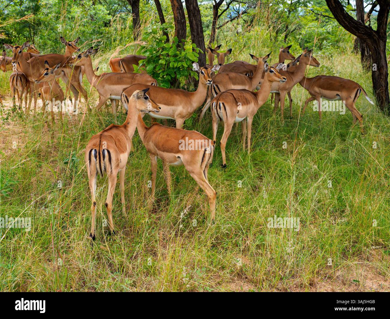 Group of female Impalas, Kruger National Park, South Africa Stock Photo ...