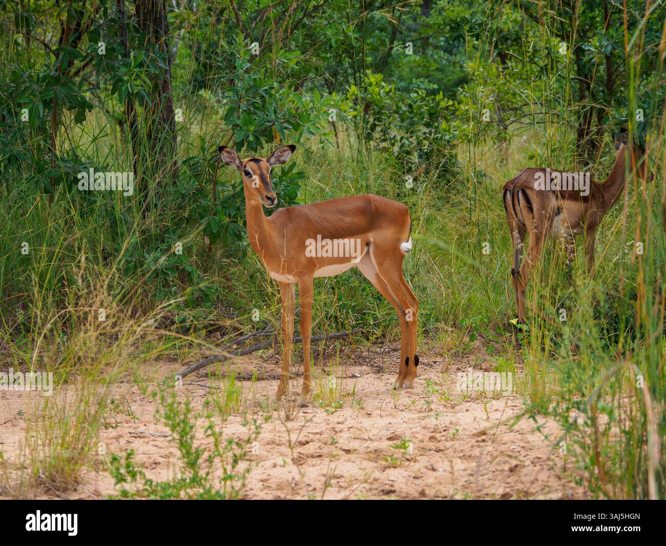 Group of female Impalas, Kruger National Park, South Africa Stock Photo ...