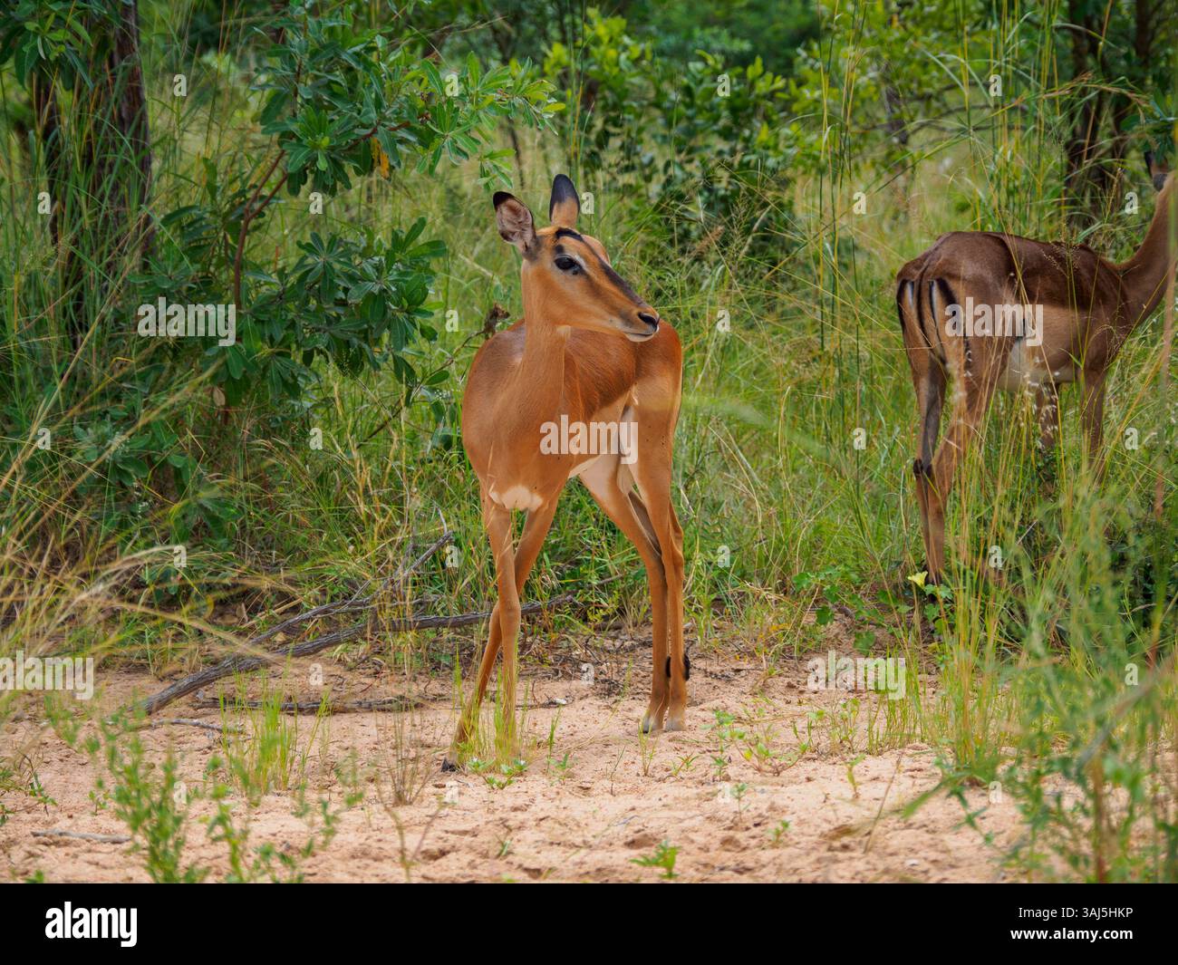 Group of female Impalas, Kruger National Park, South Africa Stock Photo ...