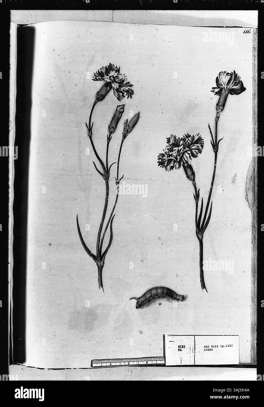 Green plants insect Black and White Stock Photos & Images - Alamy