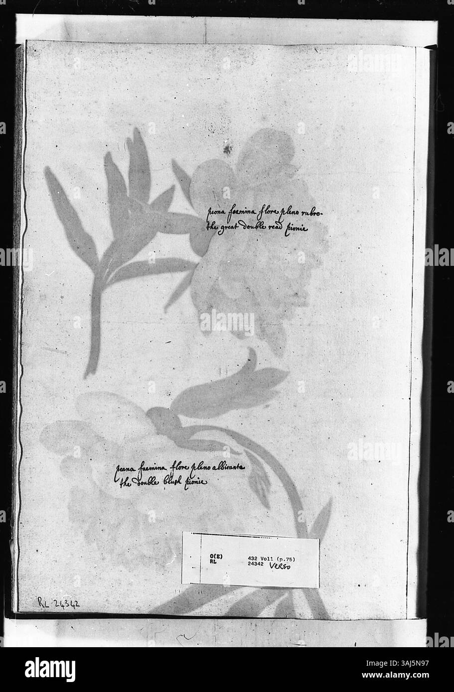 Large red flower Black and White Stock Photos & Images - Alamy