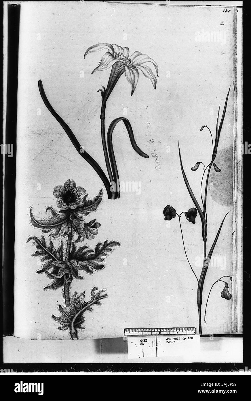 This watercolour by Alexander Marshal features the Lily-Daffodil of ...