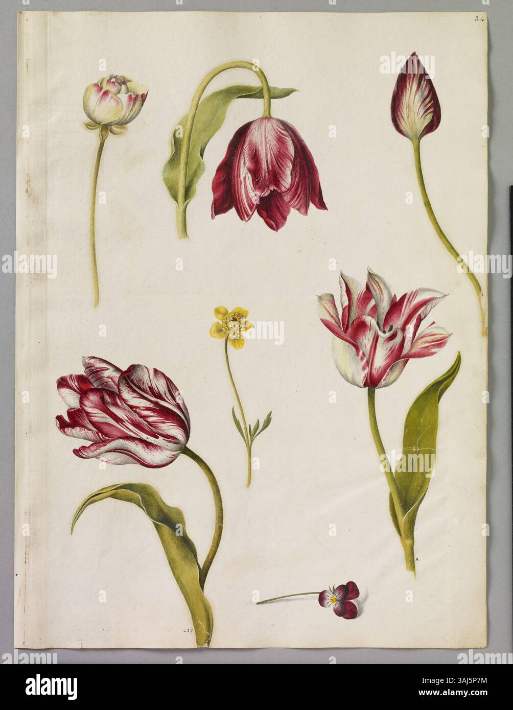 A page of watercolours by Alexander Marshal showing seven flowers: two ...