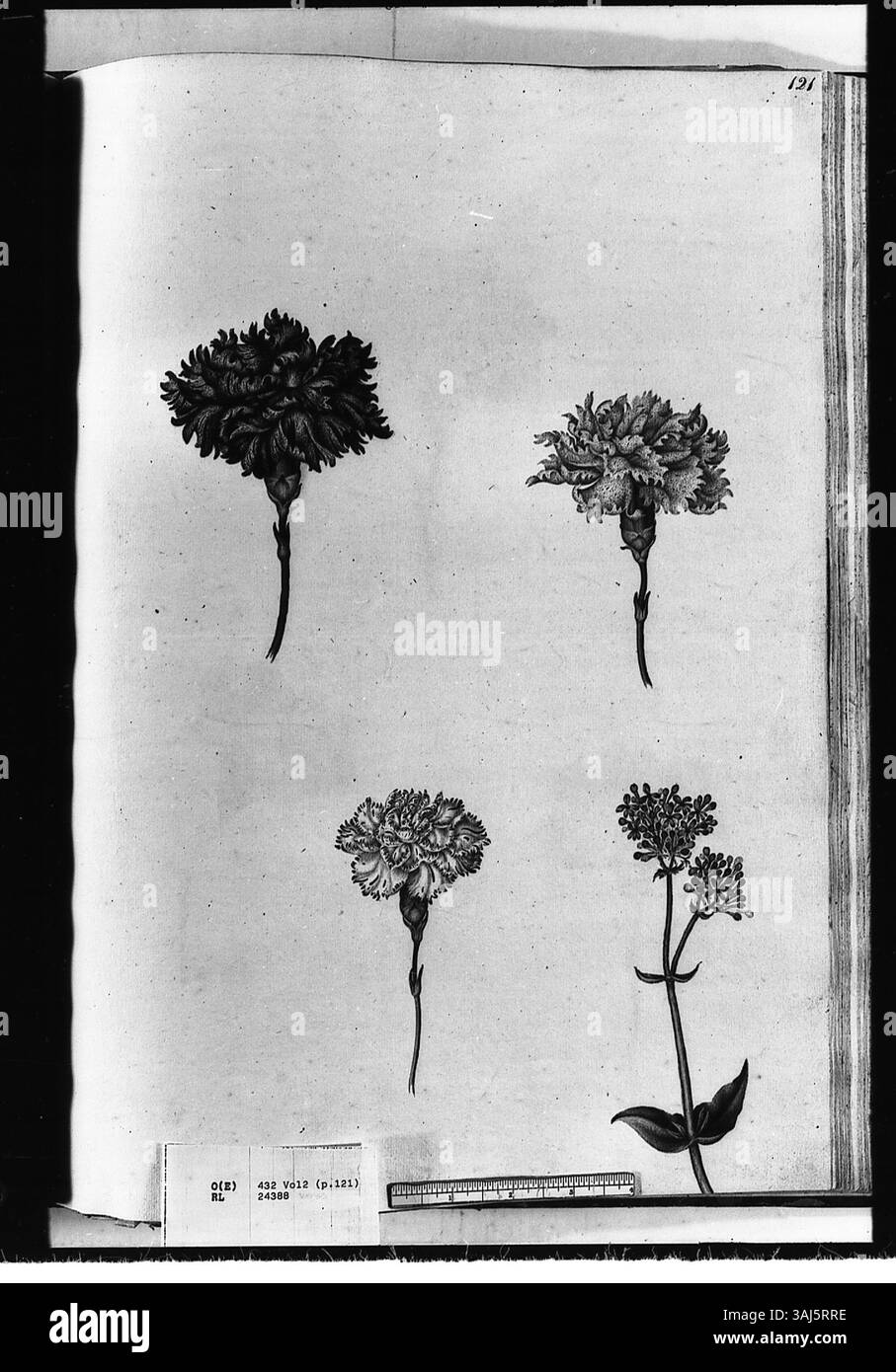 Botanical mastery Black and White Stock Photos & Images - Alamy
